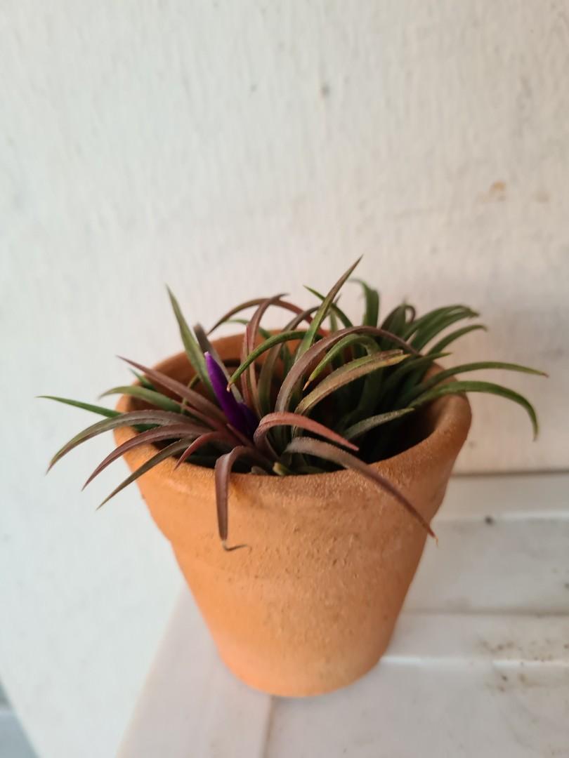 Ari plant, Furniture & Home Living, Gardening, Plants & Seeds on Carousell