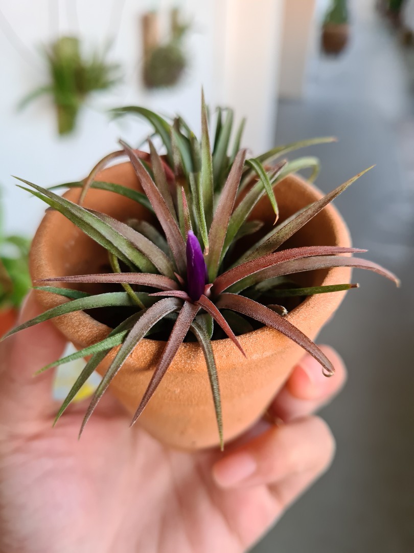 Ari plant, Furniture & Home Living, Gardening, Plants & Seeds on Carousell