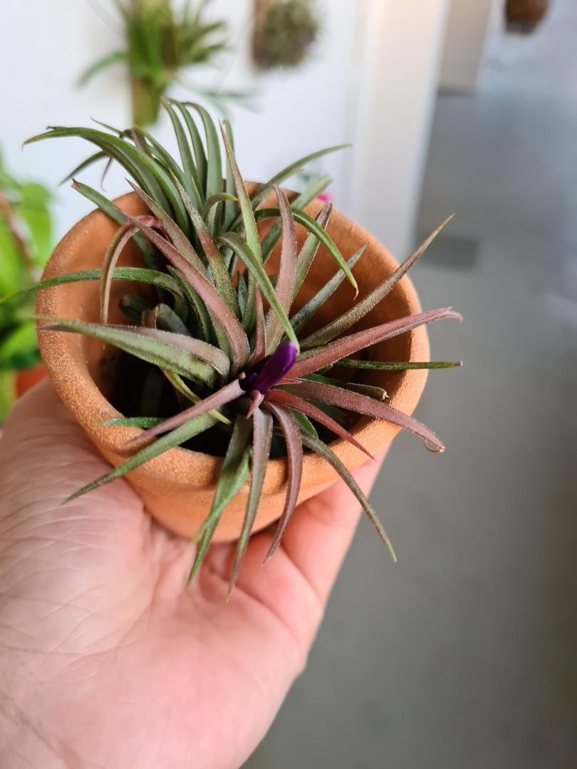Ari plant, Furniture & Home Living, Gardening, Plants & Seeds on Carousell