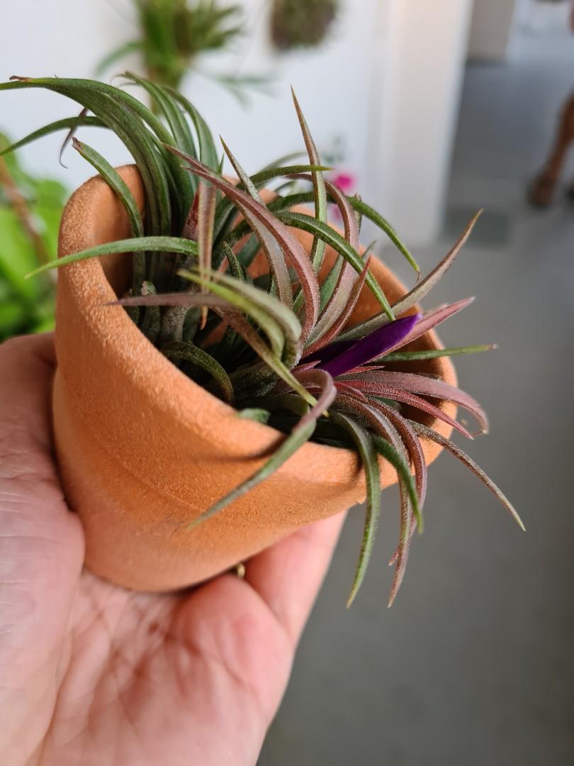 Ari plant, Furniture & Home Living, Gardening, Plants & Seeds on Carousell