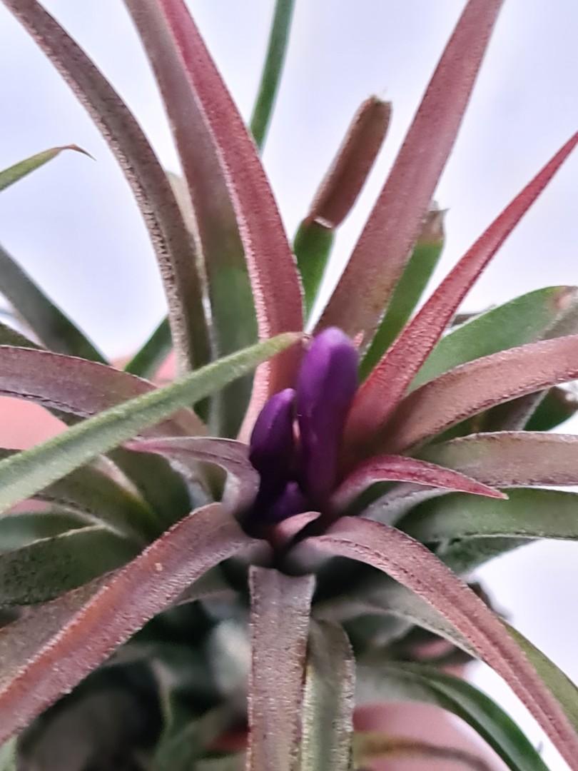 Ari plant, Furniture & Home Living, Gardening, Plants & Seeds on Carousell