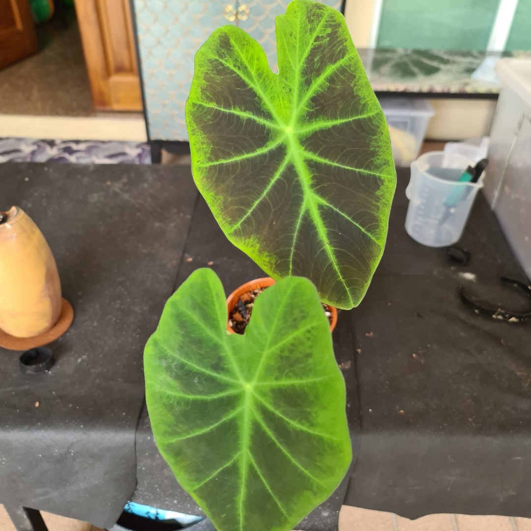 Colocasia illustris, Furniture & Home Living, Gardening, Plants & Seeds ...