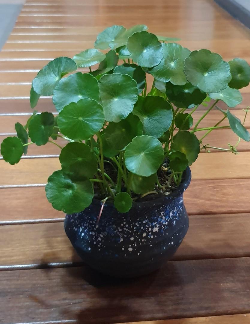 Copper Coin Plant, Furniture & Home Living, Gardening, Plants & Seeds ...