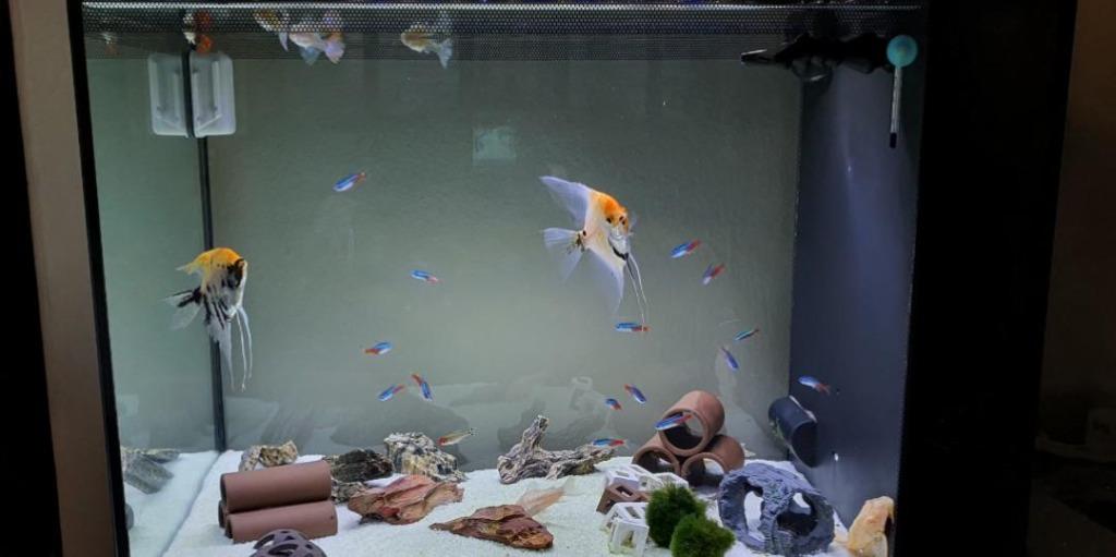 Fluval SPEC 60L (16 US Gal) aquarium with Complete accessories, Pet ...