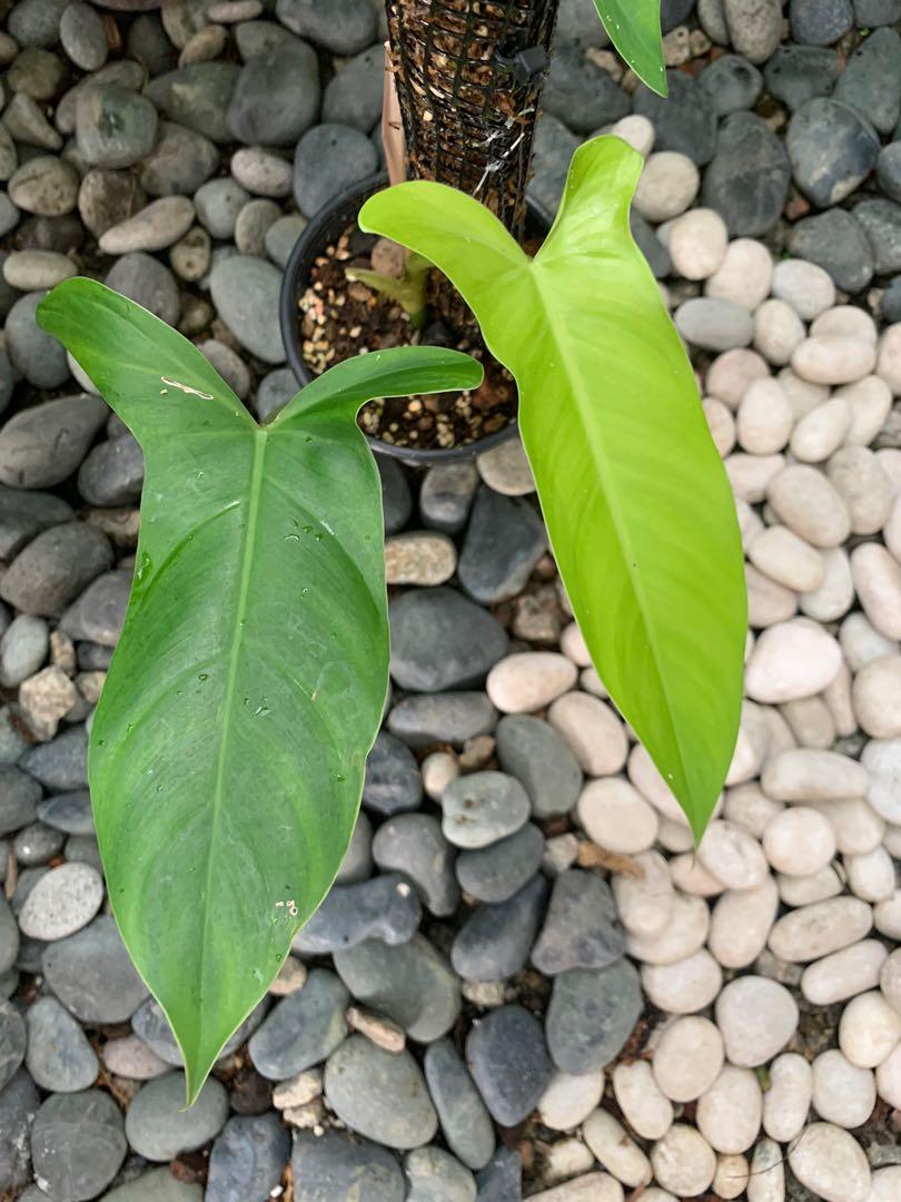 Philodendron mexicanum, Furniture & Home Living, Gardening, Plants ...