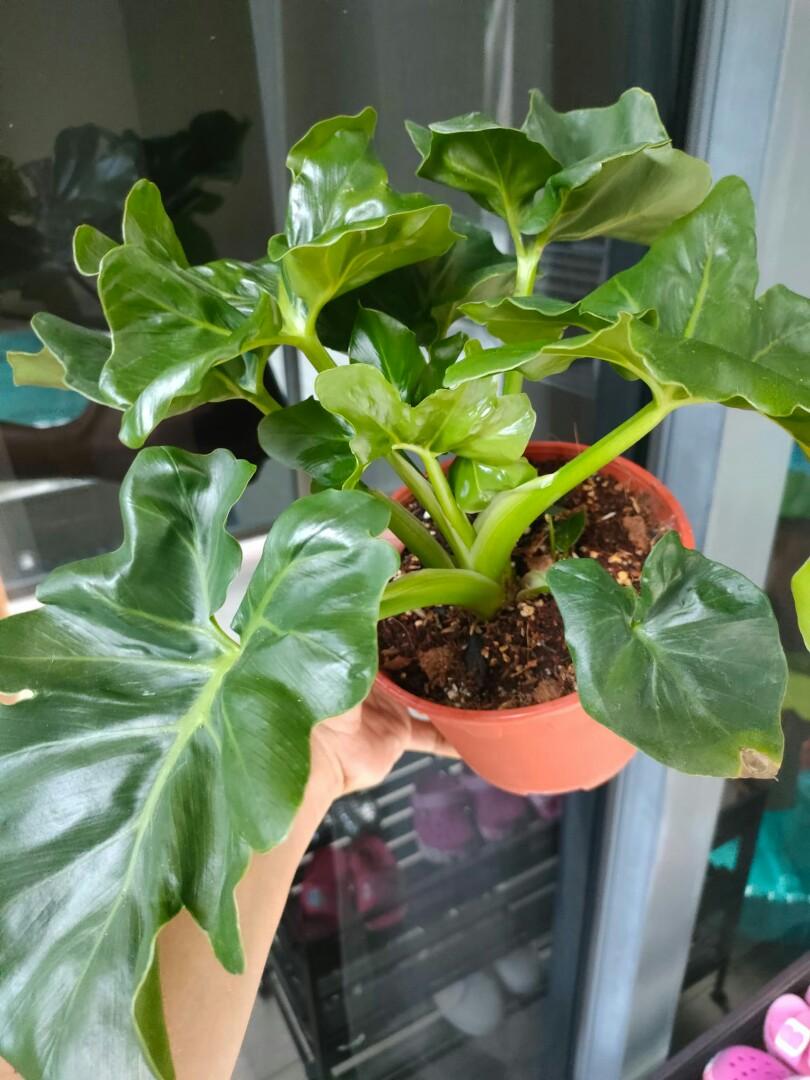 Philodendron super atom, Furniture & Home Living, Gardening, Plants ...