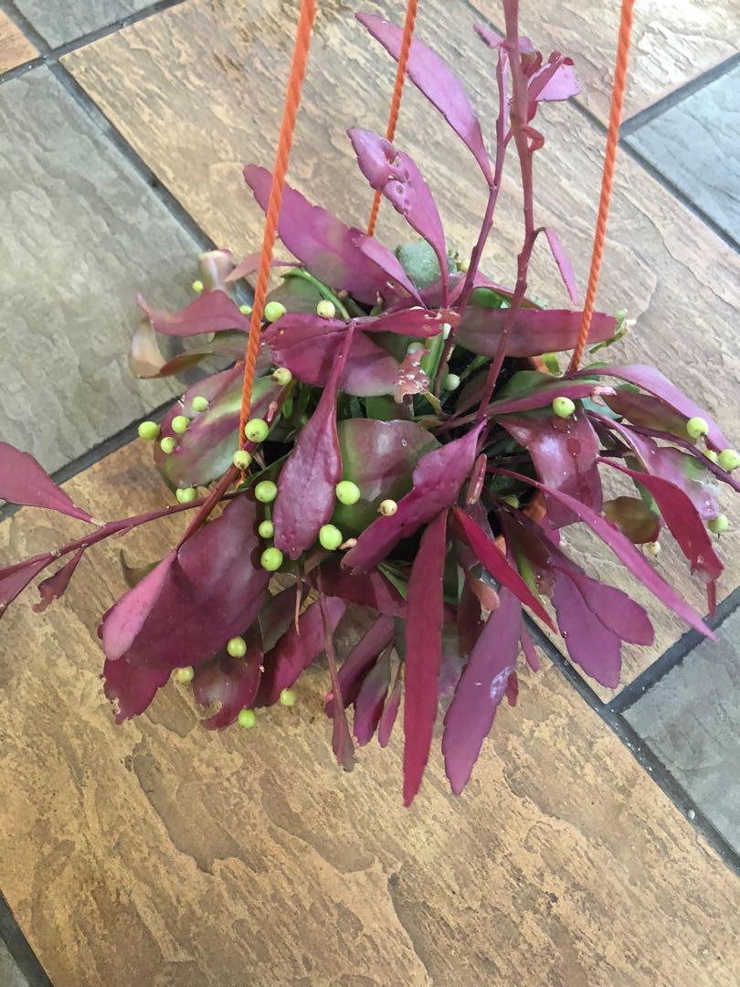 Rhipsalis Ramulosa /Red Coral Cactus, Furniture & Home Living ...