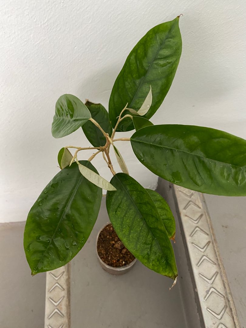 Durian seedlings (Red Prawn 红虾树苗）, Furniture & Home Living, Gardening ...