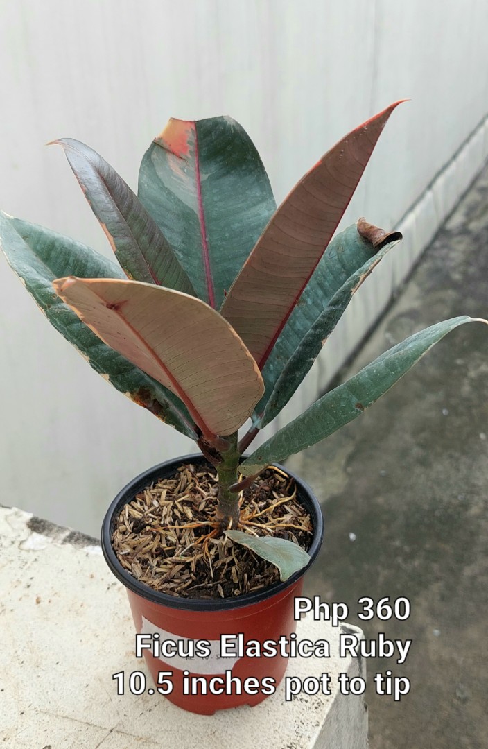 Ficus elastica ruby in soft pot, Furniture & Home Living, Gardening ...