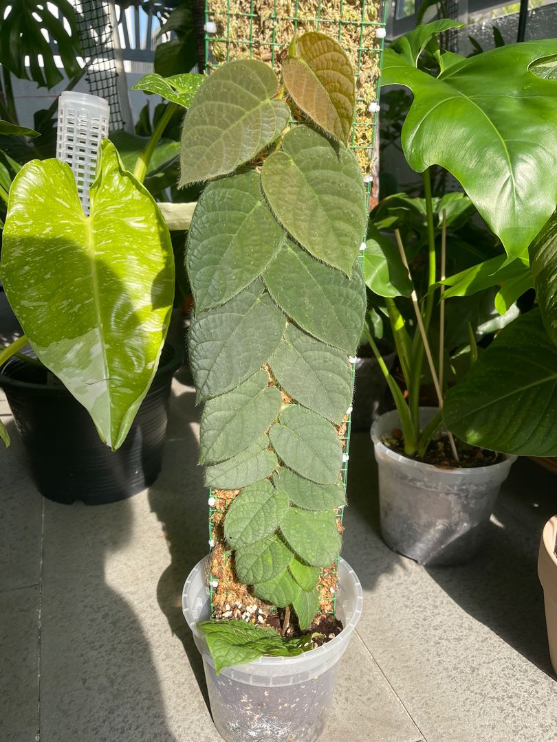 Ficus Villosa, Furniture & Home Living, Gardening, Plants & Seeds on ...