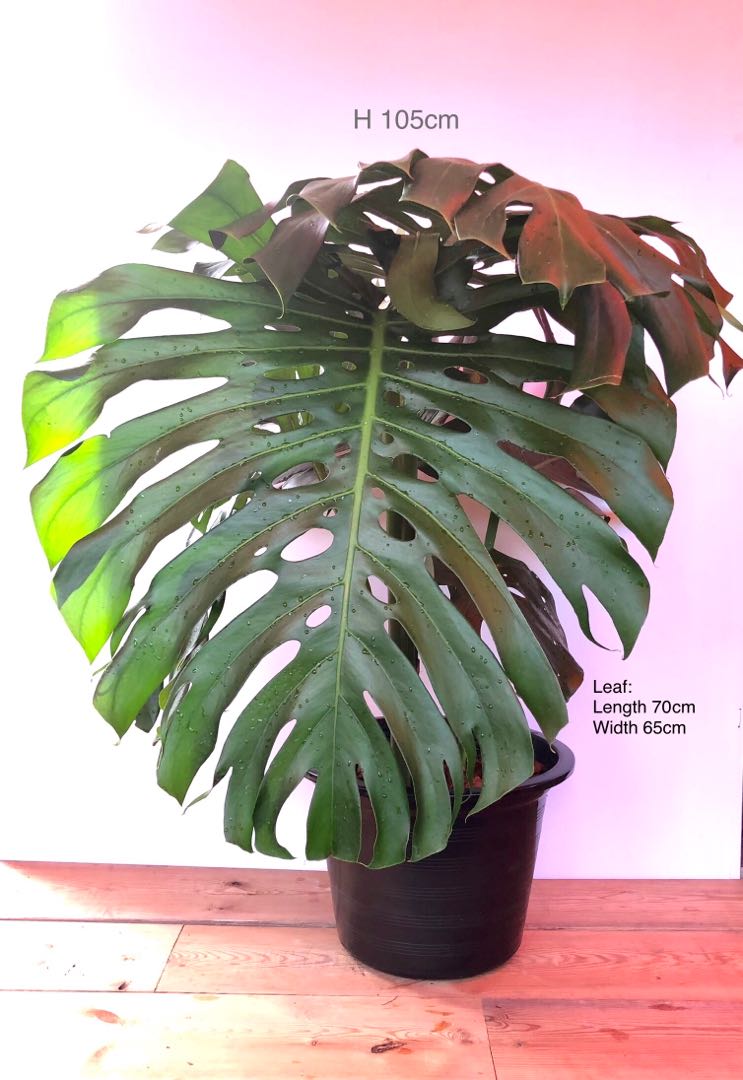 GIANT Large Form Monstera Deliciosa, Furniture & Home Living, Gardening ...
