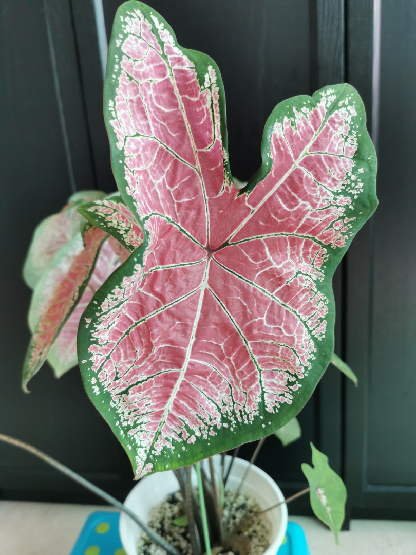 Pink symphony caladium, Furniture & Home Living, Gardening, Plants ...