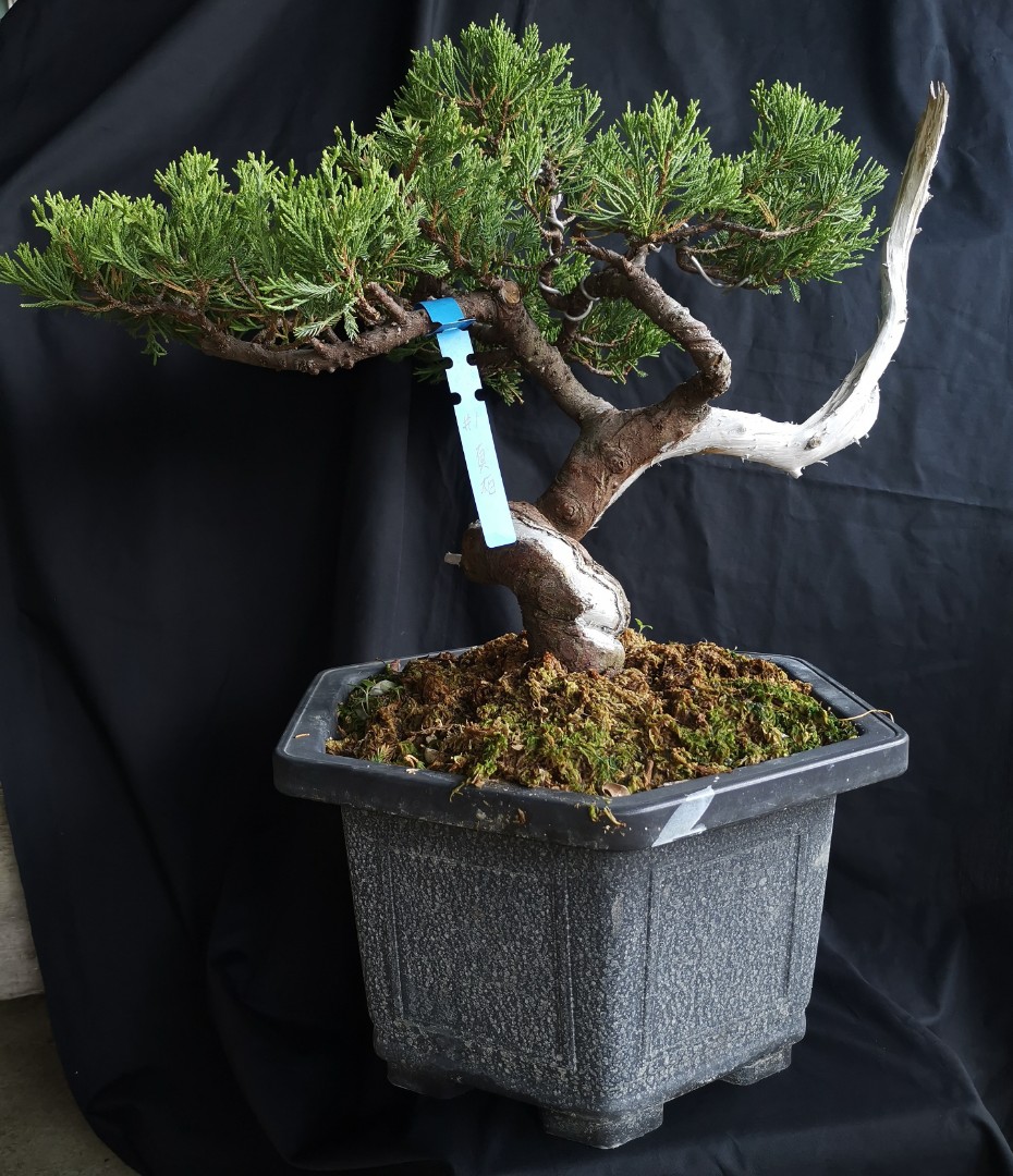 Taiwan Juniper Bonsai 台灣真柏, Furniture & Home Living, Gardening, Plants ...