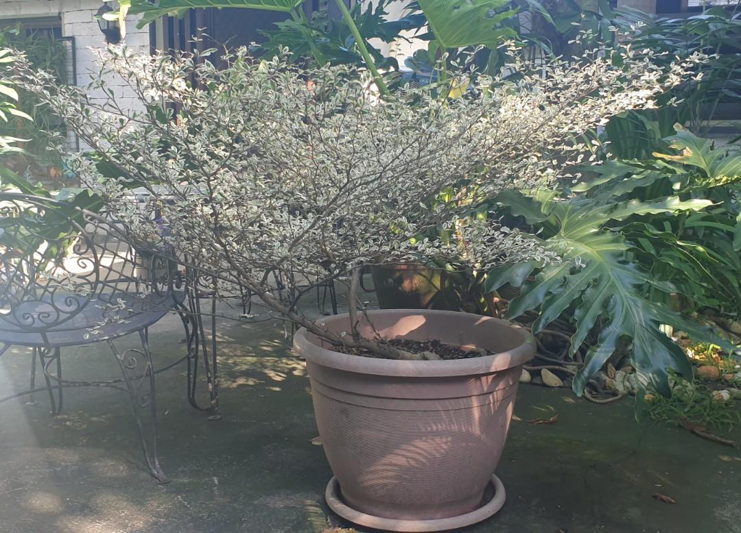 Variegated african talisay, Furniture & Home Living, Gardening, Pots ...