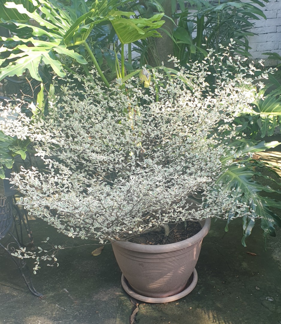 Variegated african talisay, Furniture & Home Living, Gardening, Pots ...