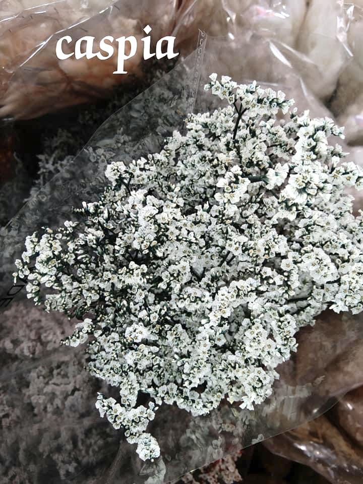 Dried Caspia Flower, Furniture & Home Living, Gardening, Pots ...