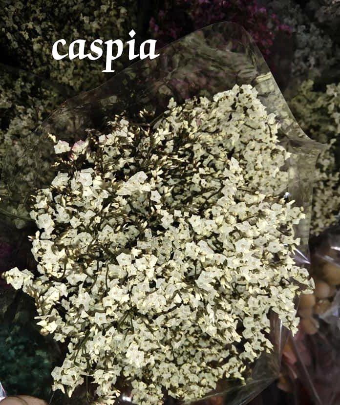 Dried Caspia Flower, Furniture & Home Living, Gardening, Pots ...