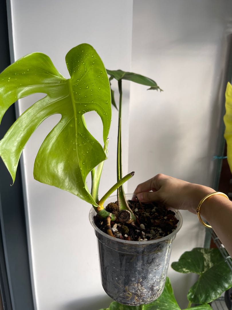 Monstera Brazil Common Form, Furniture & Home Living, Gardening, Plants ...