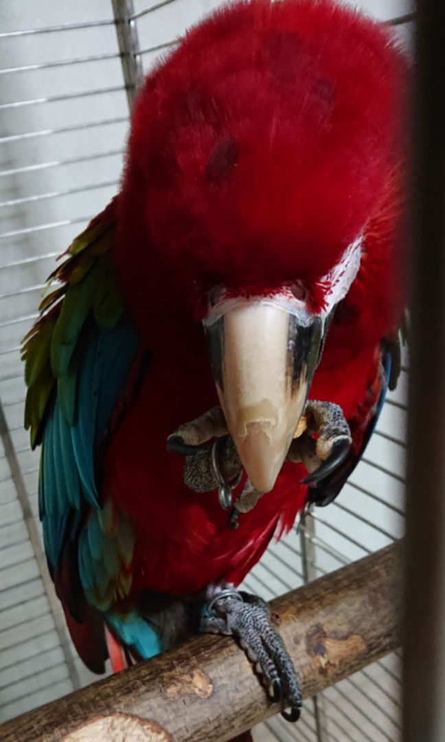 Parrot S hook, Pet Supplies, Homes & Other Pet Accessories on Carousell