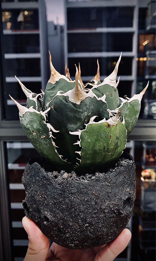 Agave Titanota White Whale, Furniture & Home Living, Gardening, Plants & Seeds on Carousell