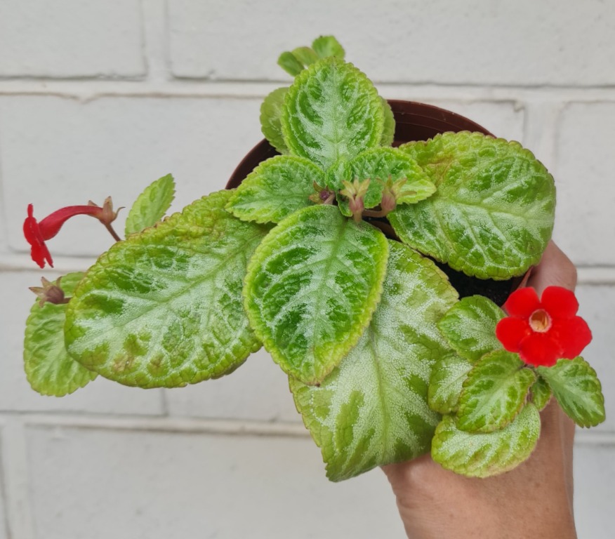Episcia, Furniture & Home Living, Gardening, Pots & Planters on Carousell