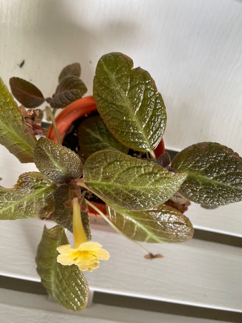 Episcia yellow, Furniture & Home Living, Gardening, Plants & Seeds on ...