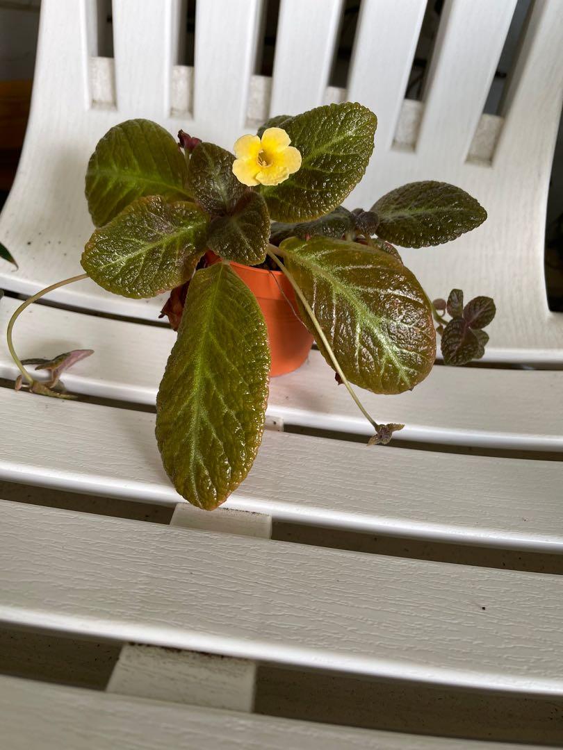 Episcia yellow, Furniture & Home Living, Gardening, Plants & Seeds on ...