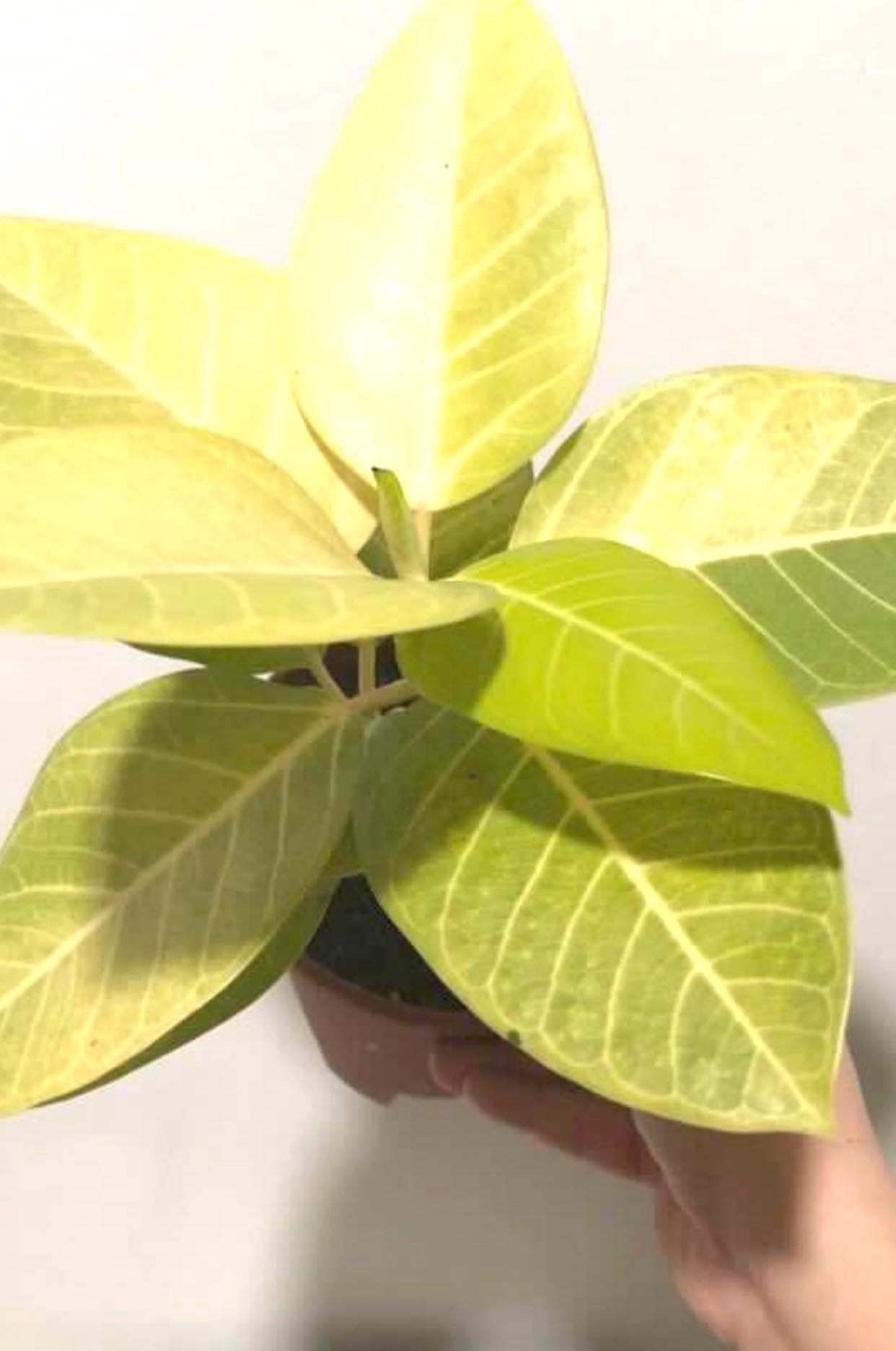 Ficus Gold, Furniture & Home Living, Gardening, Plants & Seeds on Carousell