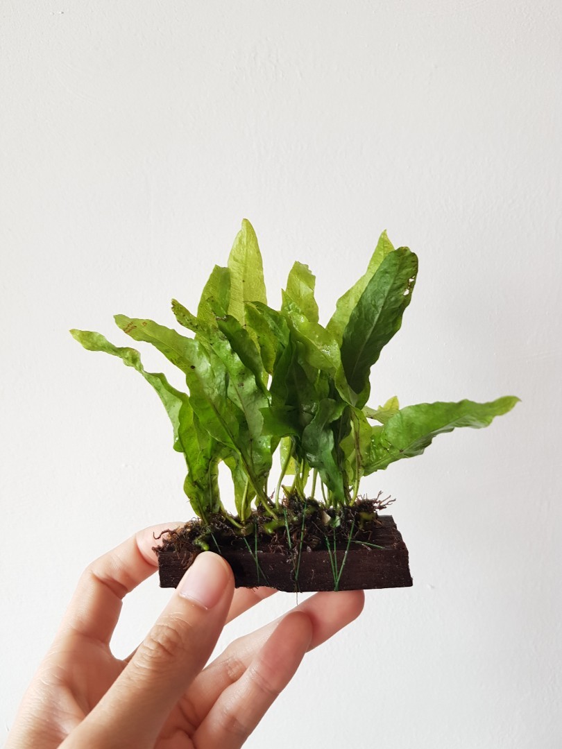 Java fern (mid-sized) on driftwood, Furniture & Home Living, Gardening ...