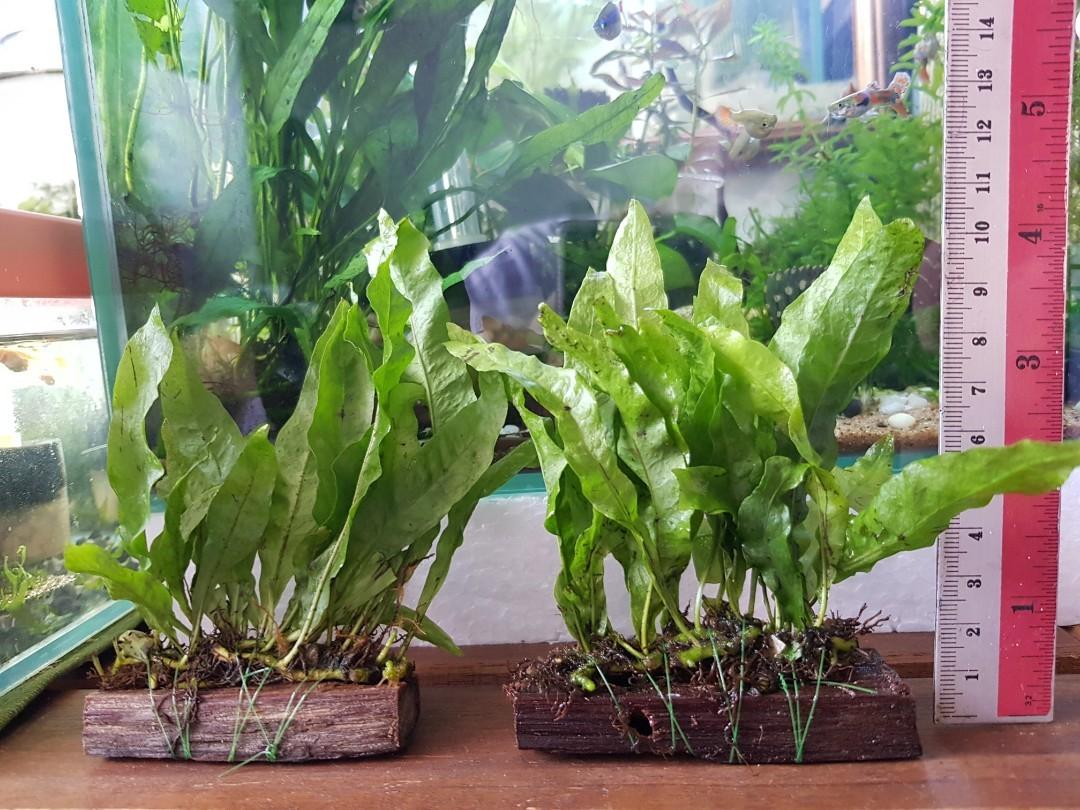 Java fern (mid-sized) on driftwood, Furniture & Home Living, Gardening ...