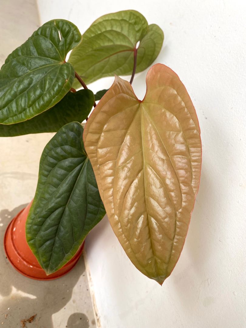 Large anthurium radicans, Furniture & Home Living, Gardening, Plants ...