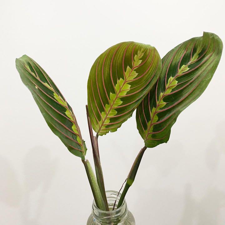 Maranta leuconeura CUTTING (2 nodes), Furniture & Home Living ...