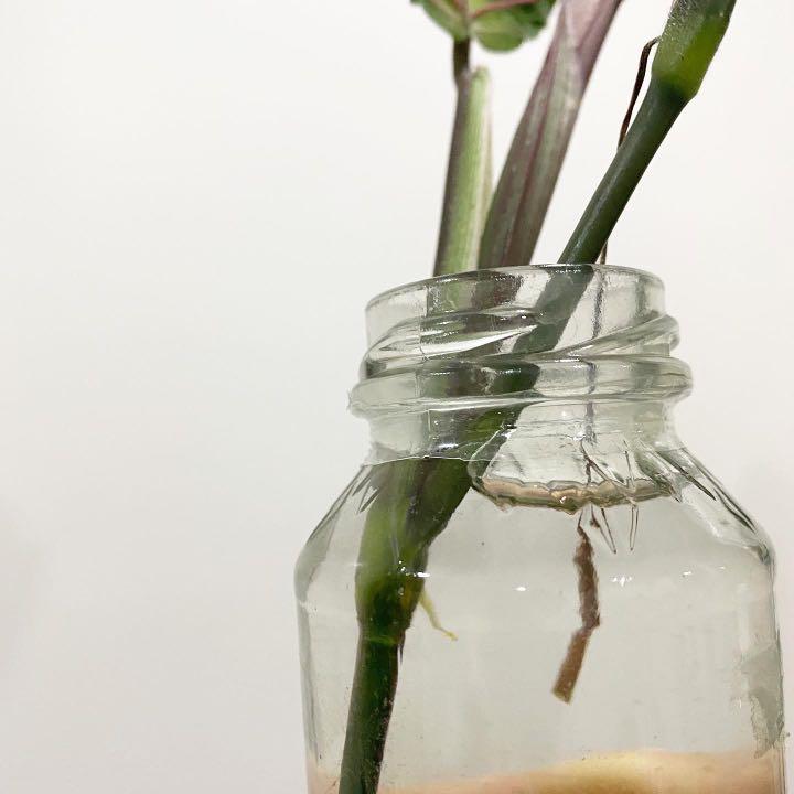 Maranta leuconeura CUTTING (2 nodes), Furniture & Home Living ...