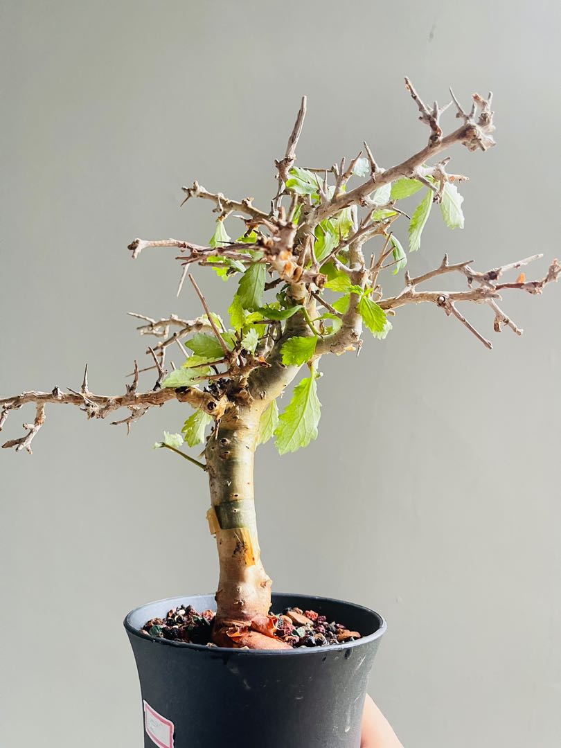commiphora wightii, Furniture & Home Living, Gardening, Plants & Seeds ...