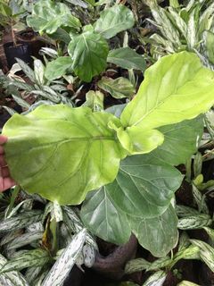 fiddle leaf pig - View all fiddle leaf pig ads in Carousell Philippines