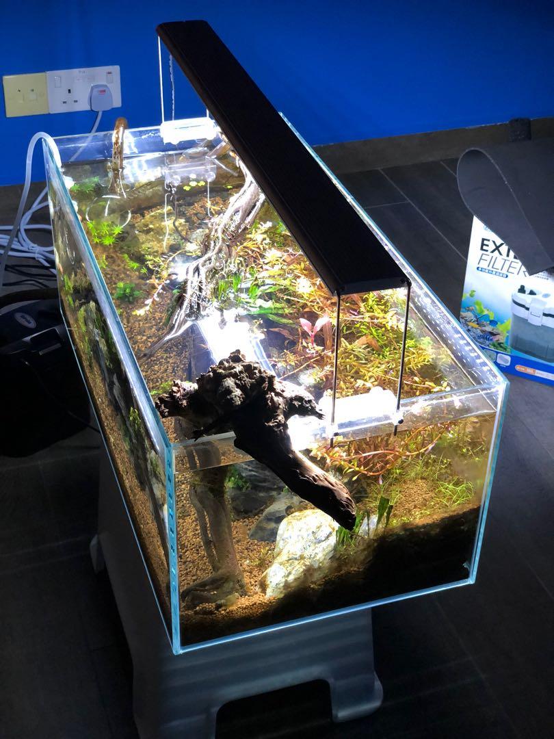 Fish tank 60cm Slim tank , Pet Supplies, Homes & Other Pet Accessories ...