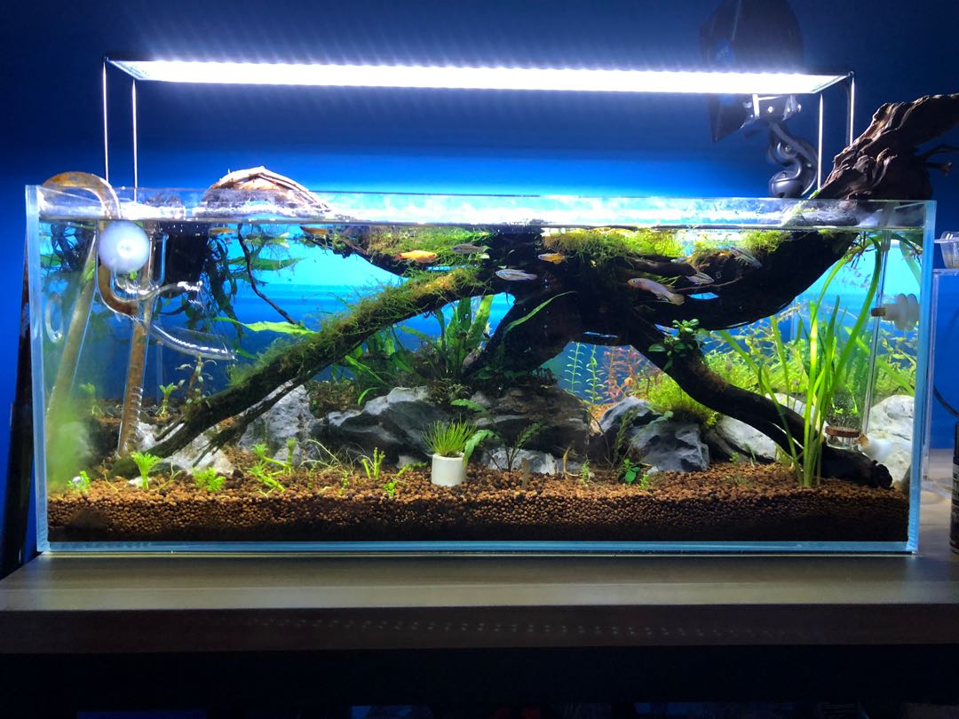 Fish tank 60cm Slim tank , Pet Supplies, Homes & Other Pet Accessories ...