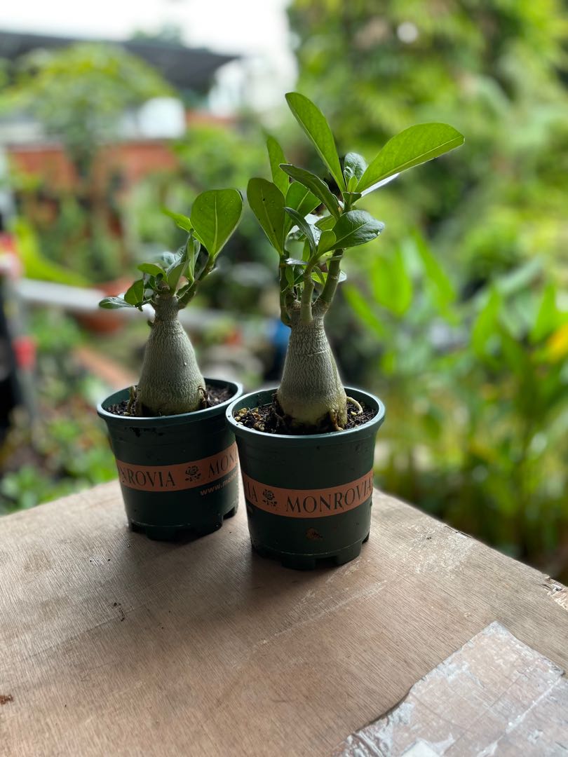 FU GUI HUA, Furniture & Home Living, Gardening, Plants & Seeds on Carousell