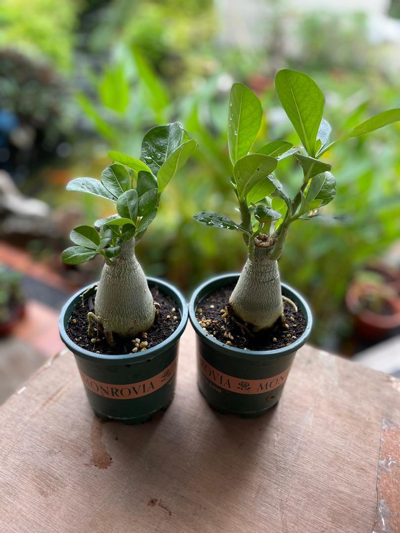 FU GUI HUA, Furniture & Home Living, Gardening, Plants & Seeds on Carousell