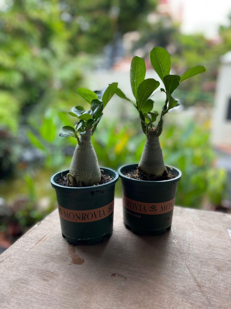 FU GUI HUA, Furniture & Home Living, Gardening, Plants & Seeds on Carousell