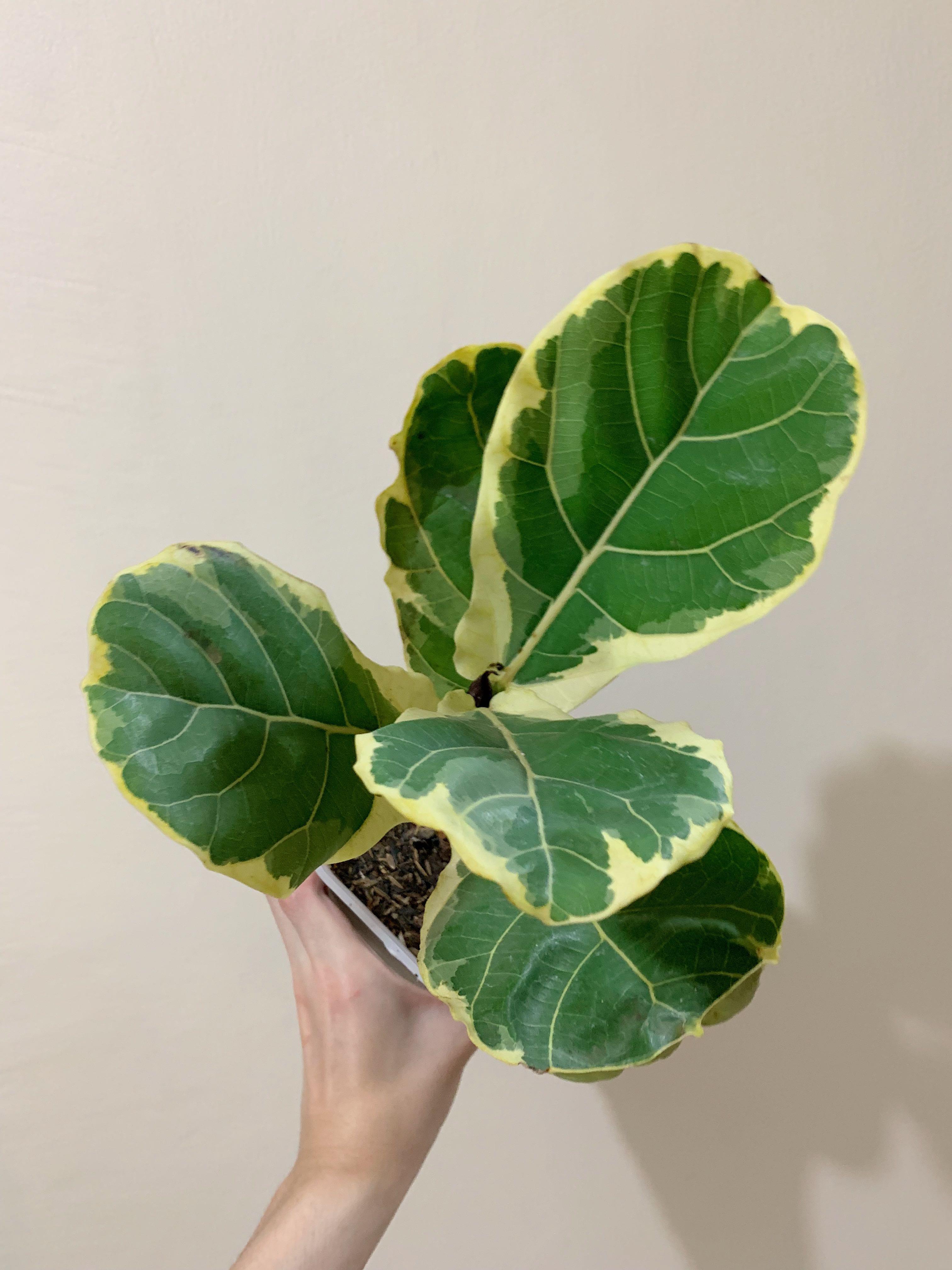 (Rare) Variegated Fiddle Leaf Fig / Ficus Lyrata, Furniture & Home ...