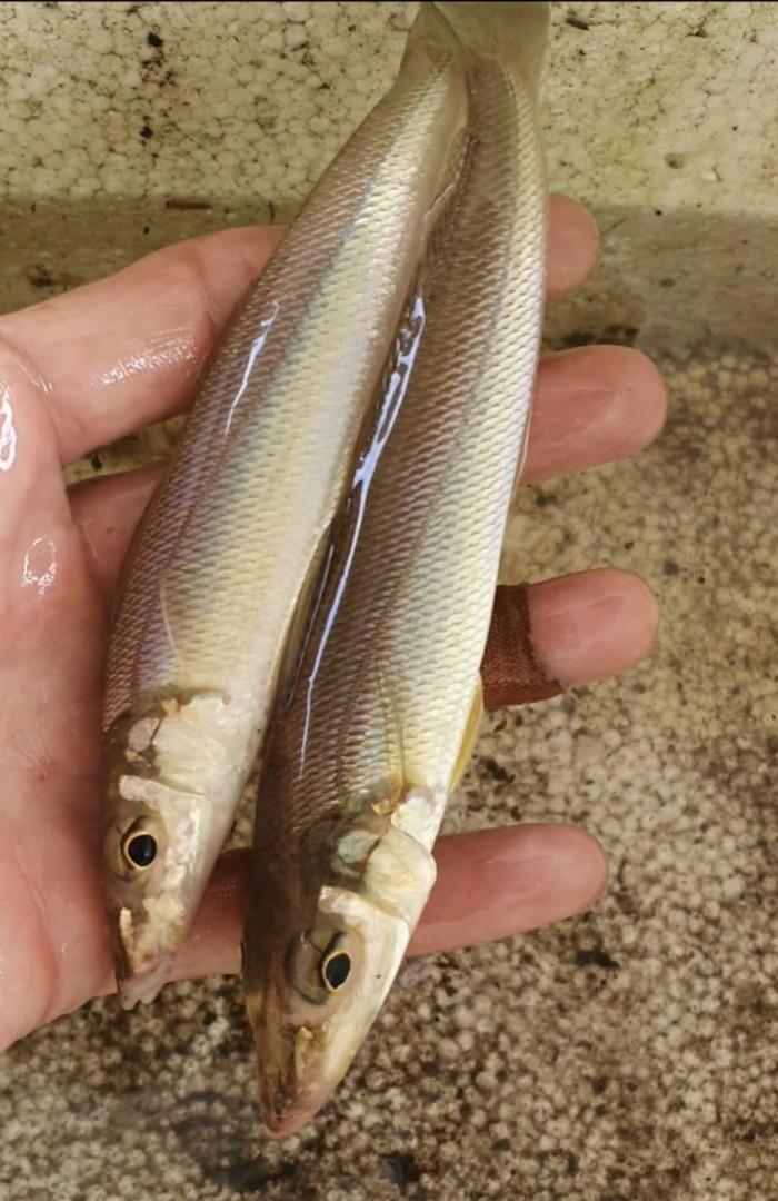 Tamban/ Chomek/Belanak/Octopus/Udang Pasir /fishing baits, Sports ...