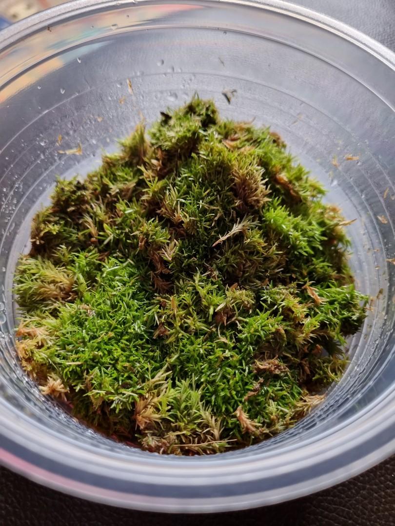 Terrarium Moss Paludarium Moss Dry Land Moss Star Moss, Furniture ...