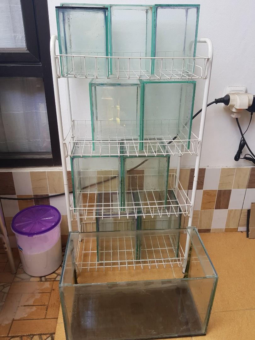 Aquarium & Soliter Cupang, Perlengkapan Hewan, Aksesoris Hewan di Carousell