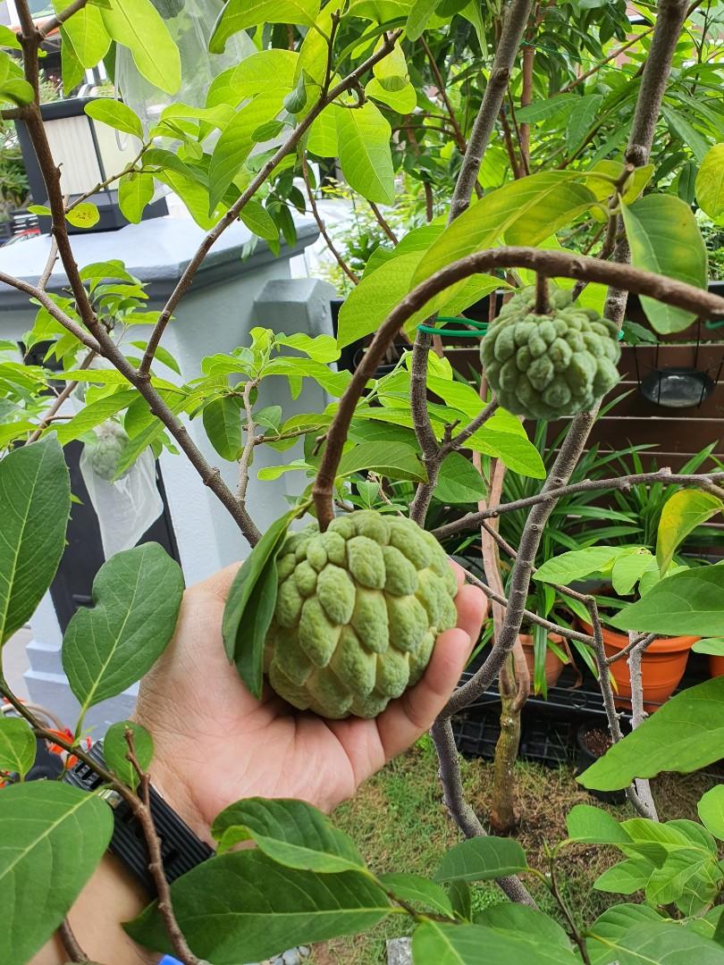 Dwarf Custard Apple Tree ( Flowering & Ready to Fruit), Furniture ...