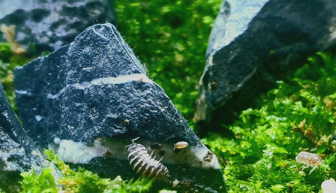 Enclosed Terrarium 11cm (Isopods and Springtails friendly), Furniture ...