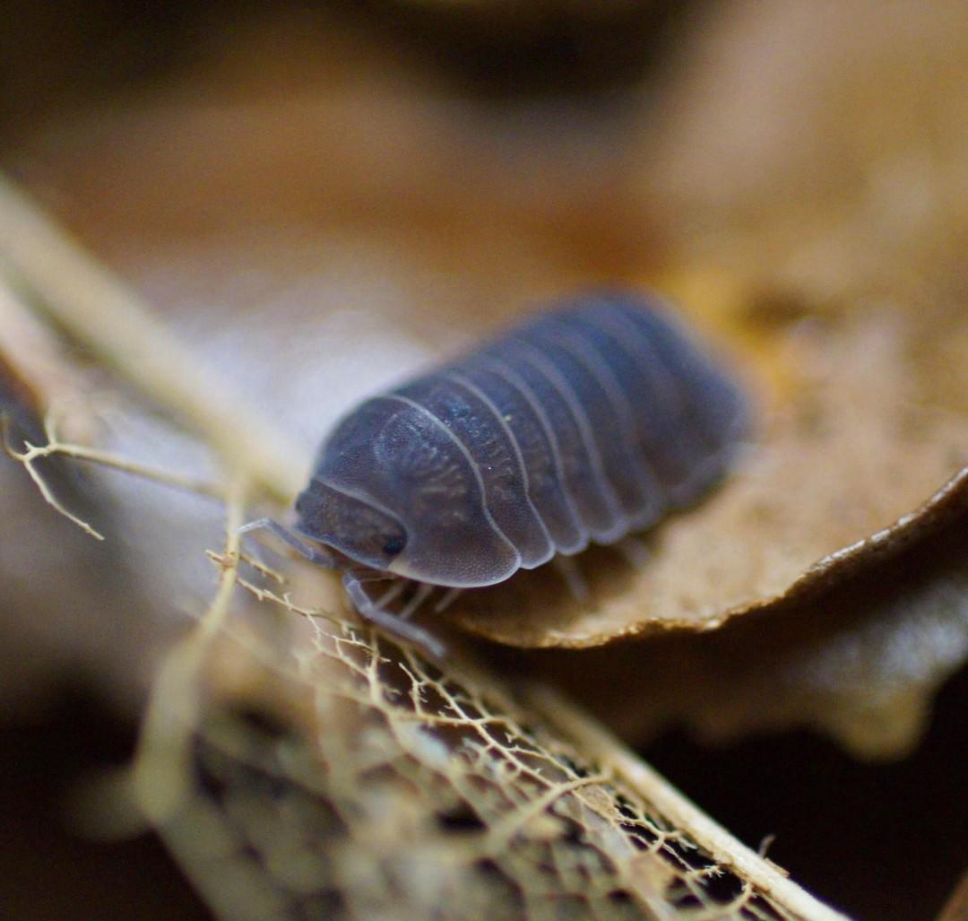 Enclosed Terrarium 11cm (Isopods and Springtails friendly), Furniture ...