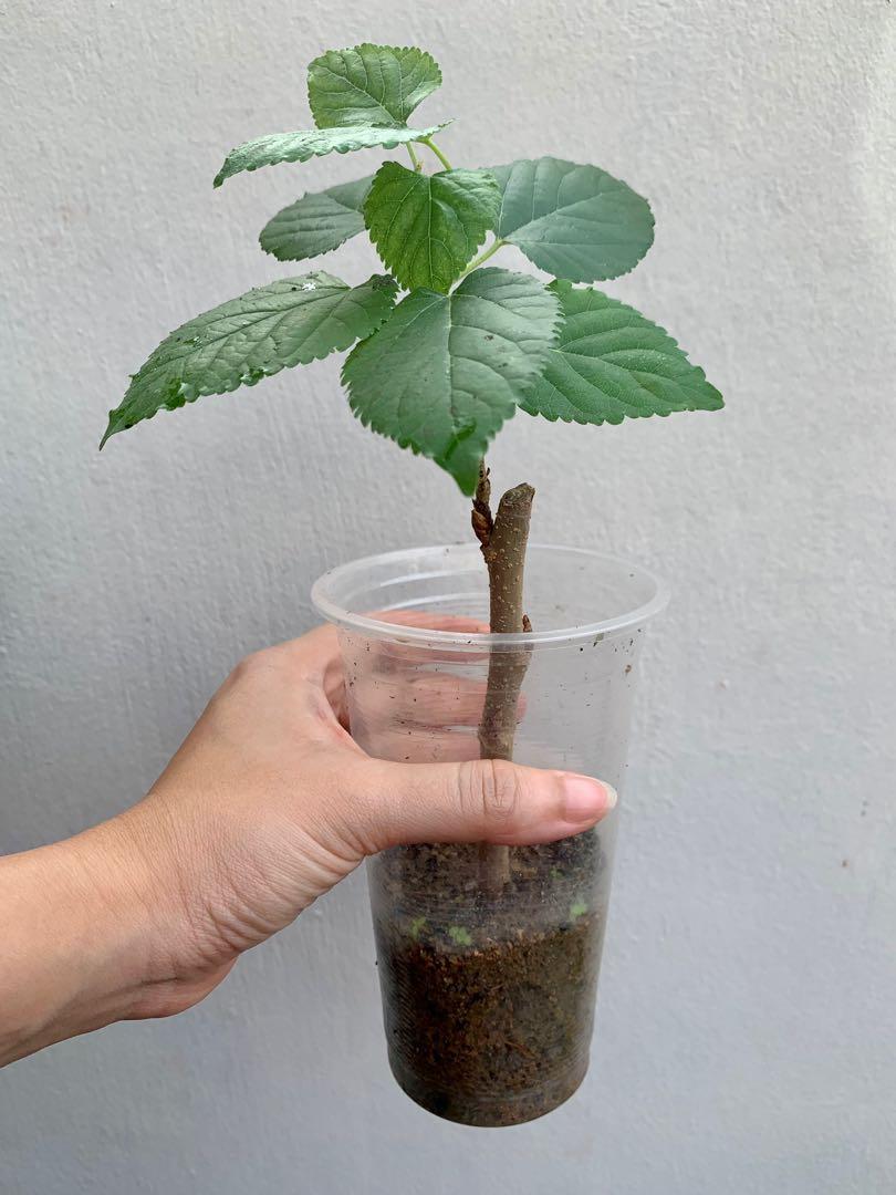 Mulberry Seedling, Furniture & Home Living, Gardening, Plants & Seeds ...