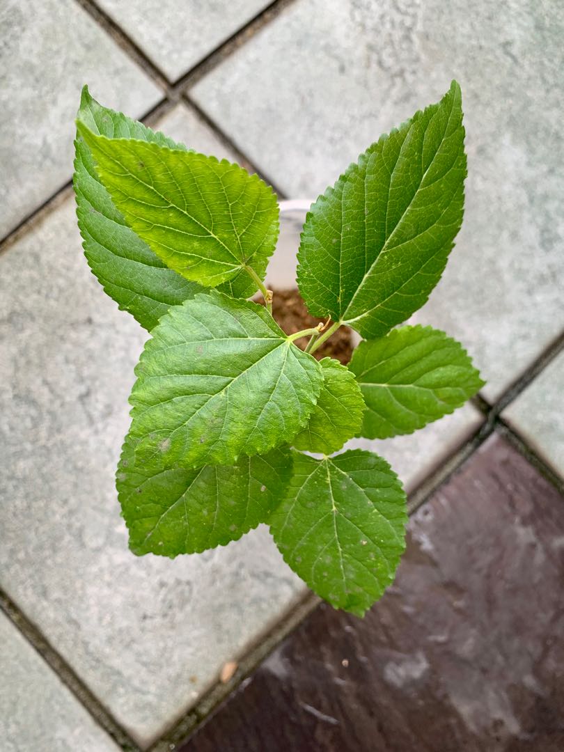 Mulberry Seedling, Furniture & Home Living, Gardening, Plants & Seeds ...