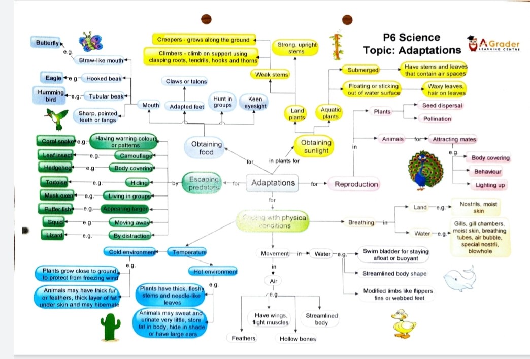 Primary 6 science cheat sheets, Hobbies & Toys, Books & Magazines ...